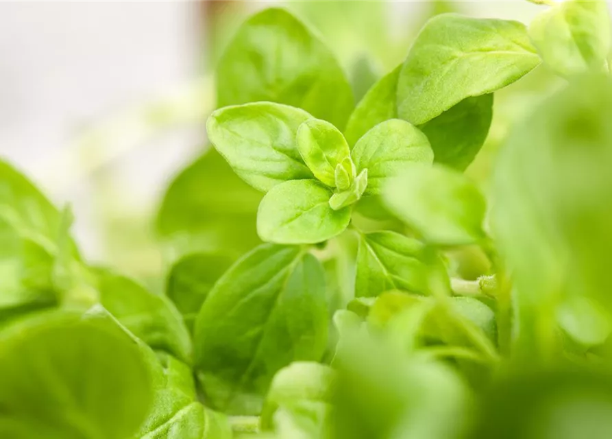 Majoran, Origanum majorana - Berghausener Blumentopf
